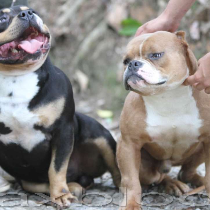 Petclube Filhotes Cães Bully Gatos Gigantes Criadores Ecologicamente ...